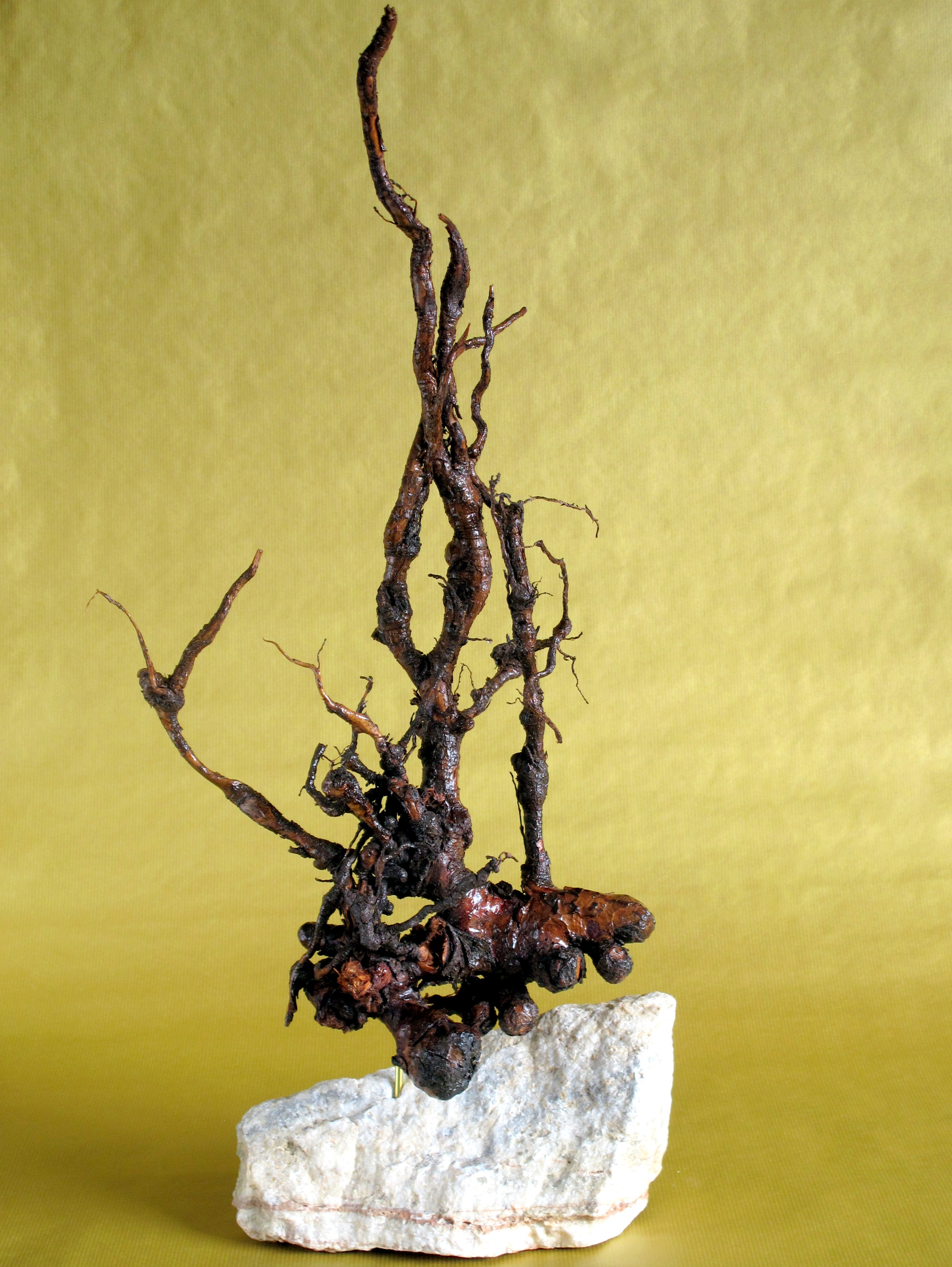 Foc follet – Will-o’-the-wisp – Fuego fatuo